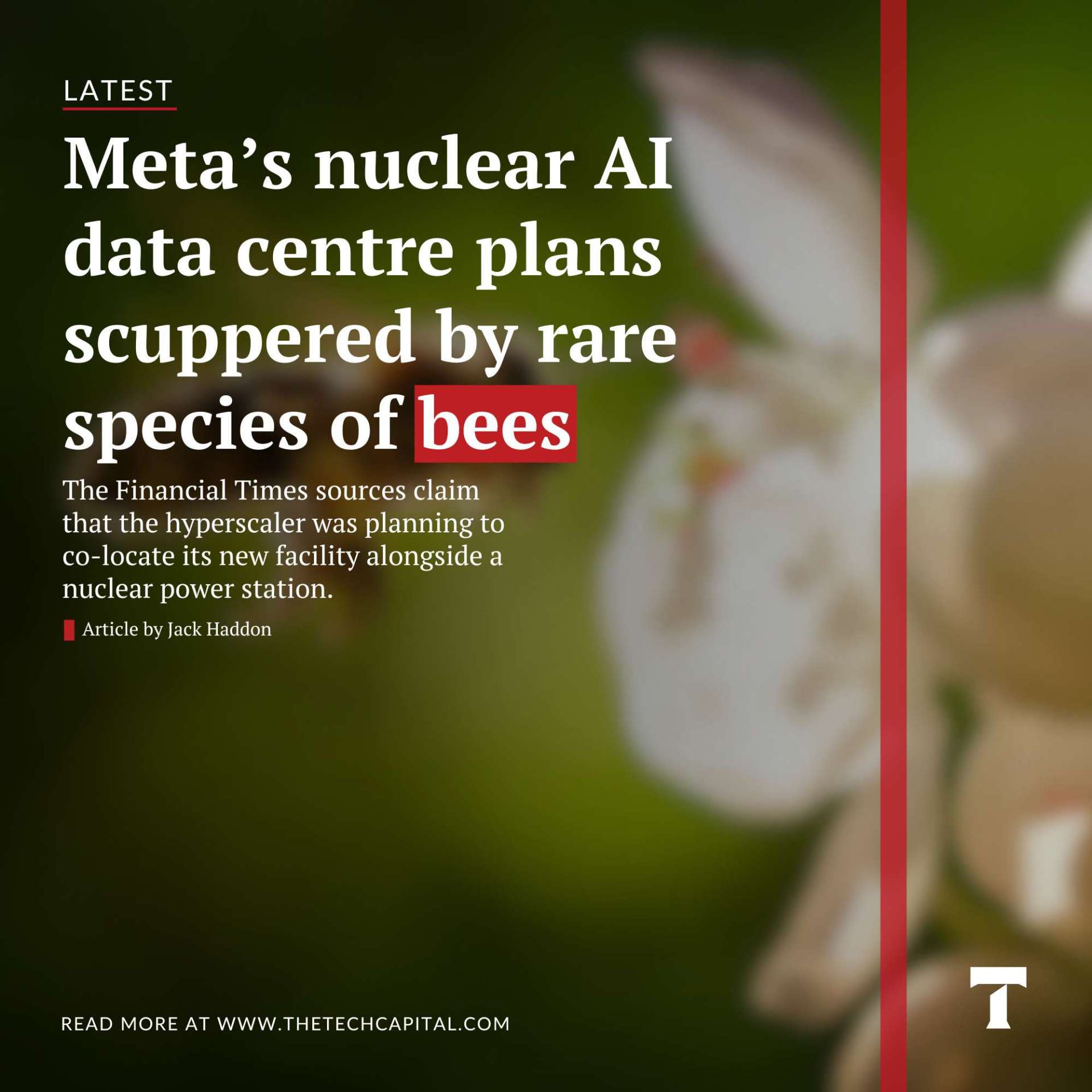 Meta’s AI data centre plans scuppered by rare species of bees